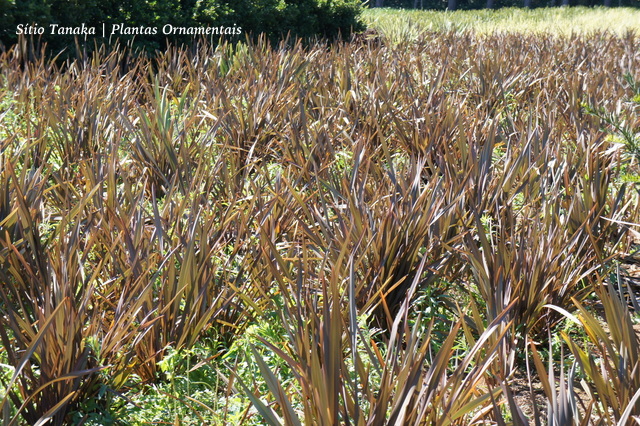 Fotos - Sítio Tanaka